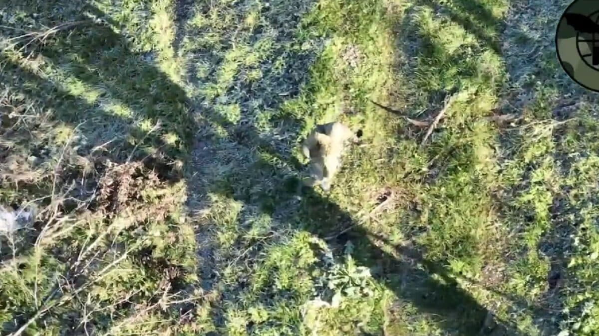 Putin Can't Fix This: Russian Solider Surrenders to Ukraine's Drone ...