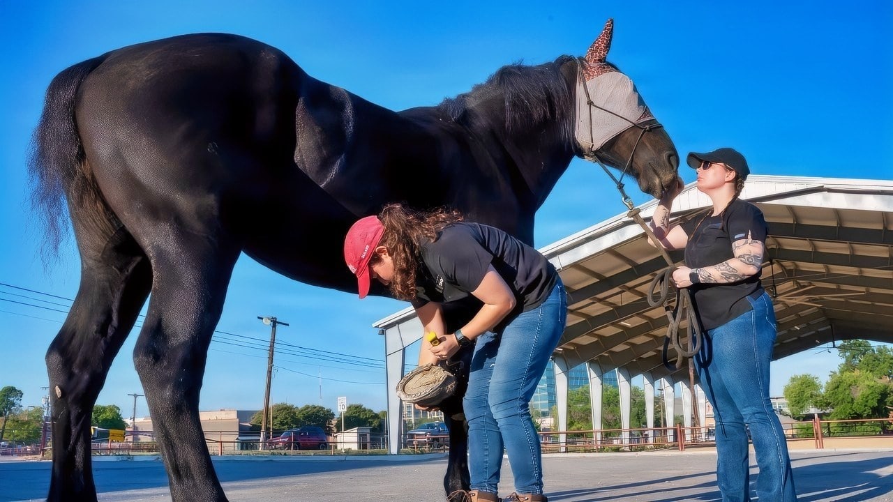 The U.S. Army Still Has Horses, But Those Days Might Be Numbered ...